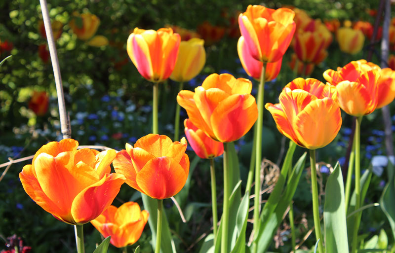 Arundel Castle Tulip Festival | Sussex Exclusive