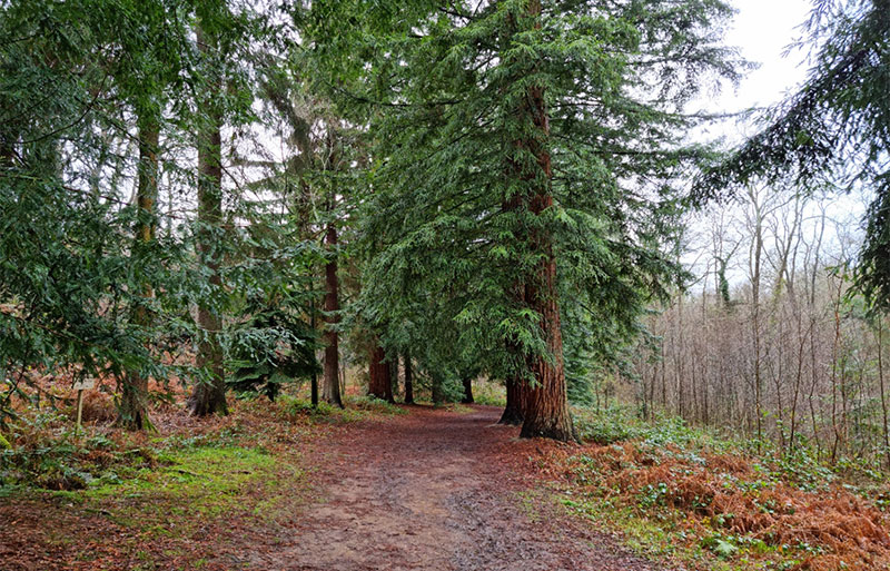 West Sussex Walk: Handcross 6 km Circular Route | Sussex Exclusive