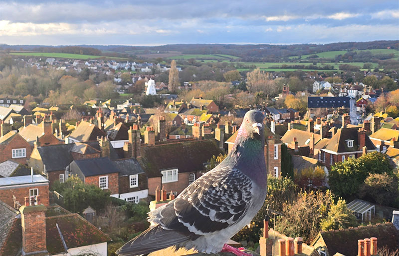 Walks, Twixmas, 2026 plans and mouth-watering ideas | Sussex Exclusive