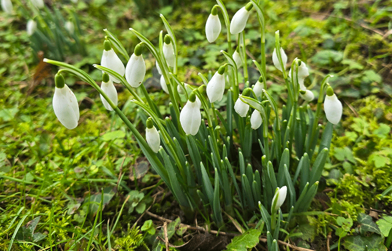 Waterfalls & hidden coves, chocolate and snowdrops, and a mini break ...