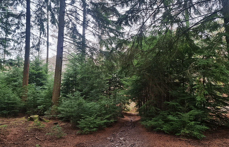Serpent Trail Route: Haslemere to Rake | Sussex Exclusive