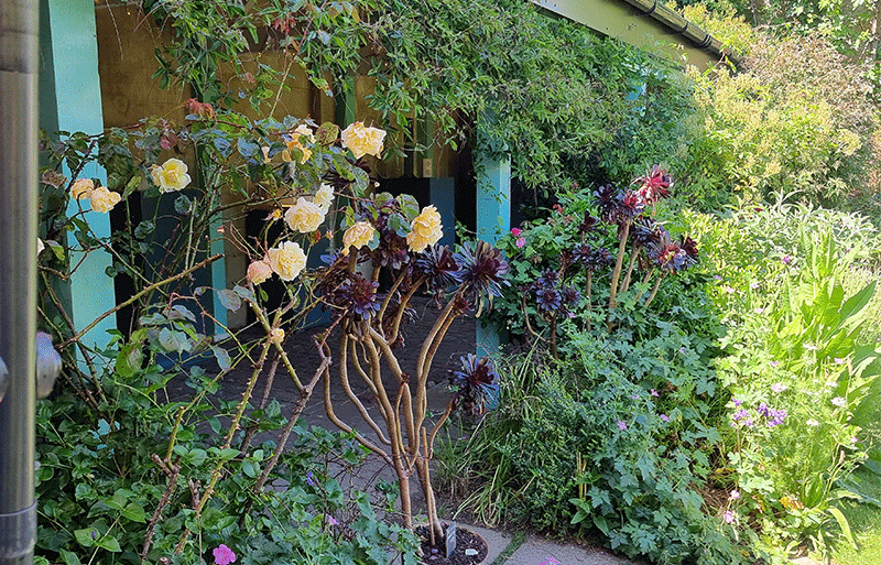 Discover the Secret Garden in Kemptown | Sussex Exclusive
