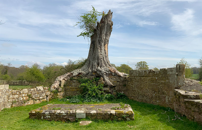 Discover the Incredible Ruins of Bayham Abbey | Sussex Exclusive